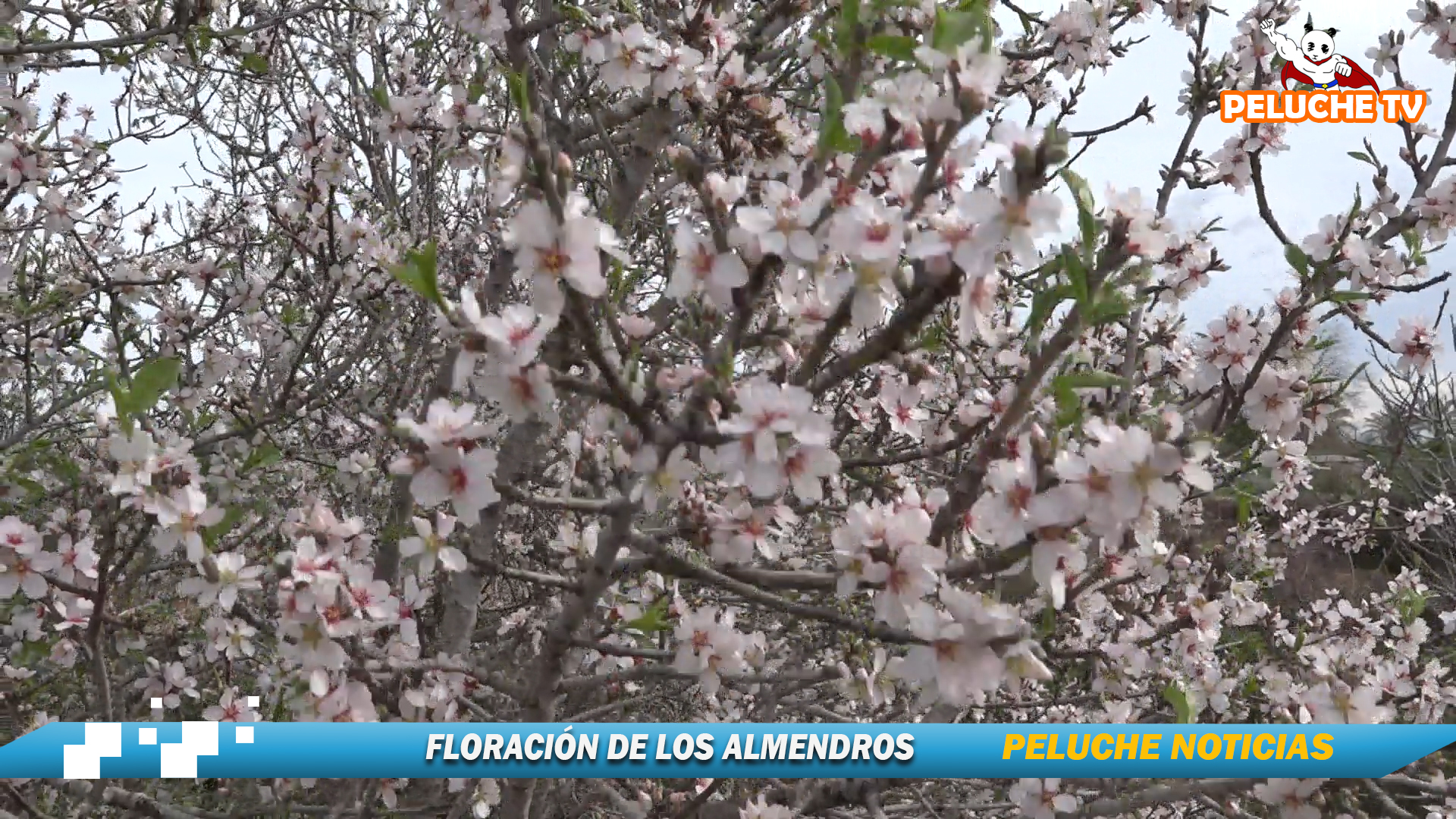 LOS ALMENDROS FLOREANDO - PELUCHE TV